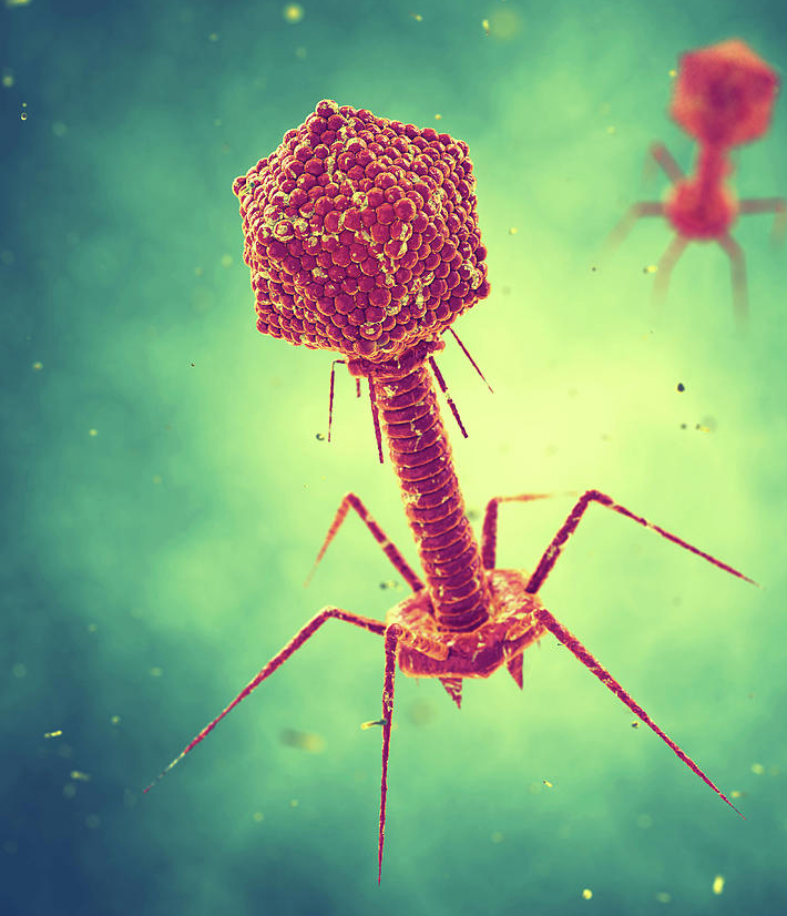 Bacteriophages, the friendly viruses which will save us from ever ...